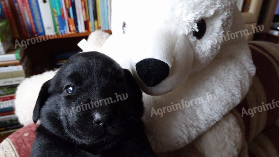 Törzskönyvezett, angol vérvonalú labrador retriever kan kiskutya ...