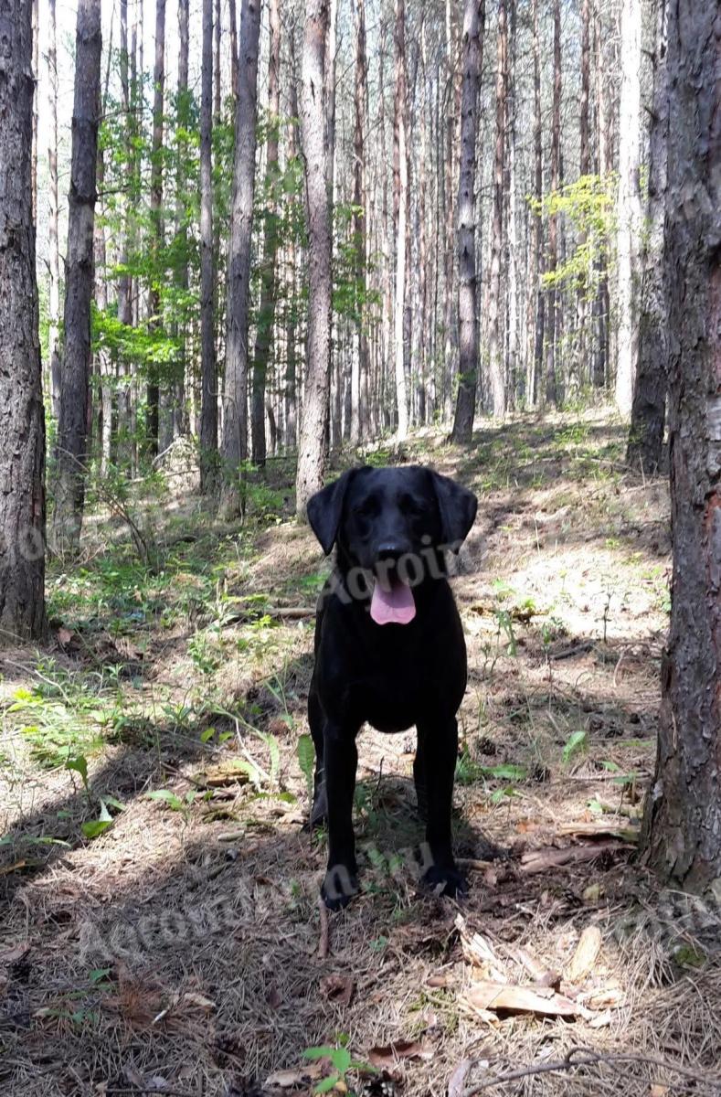 Törzskönyvezett, angol vérvonalú labrador retriever kan kiskutya ...