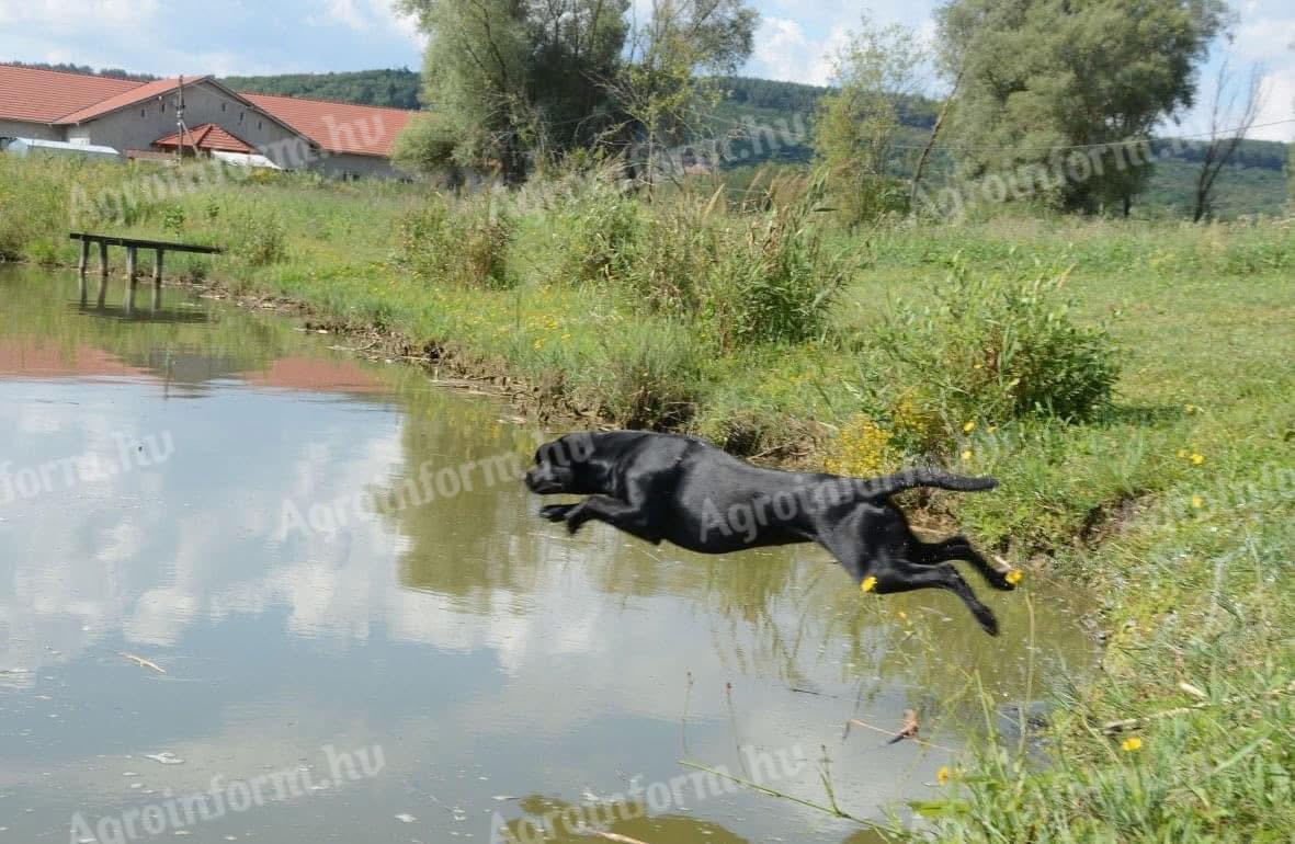 Törzskönyvezett, angol vérvonalú labrador retriever kan kiskutya ...
