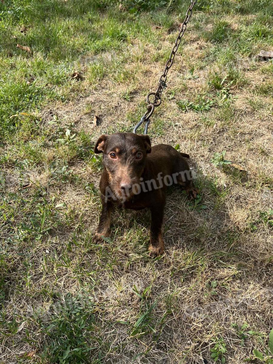 3 jagdterrier egybe ingyen elvihető - Vas vármegye 9622 Szeleste ...