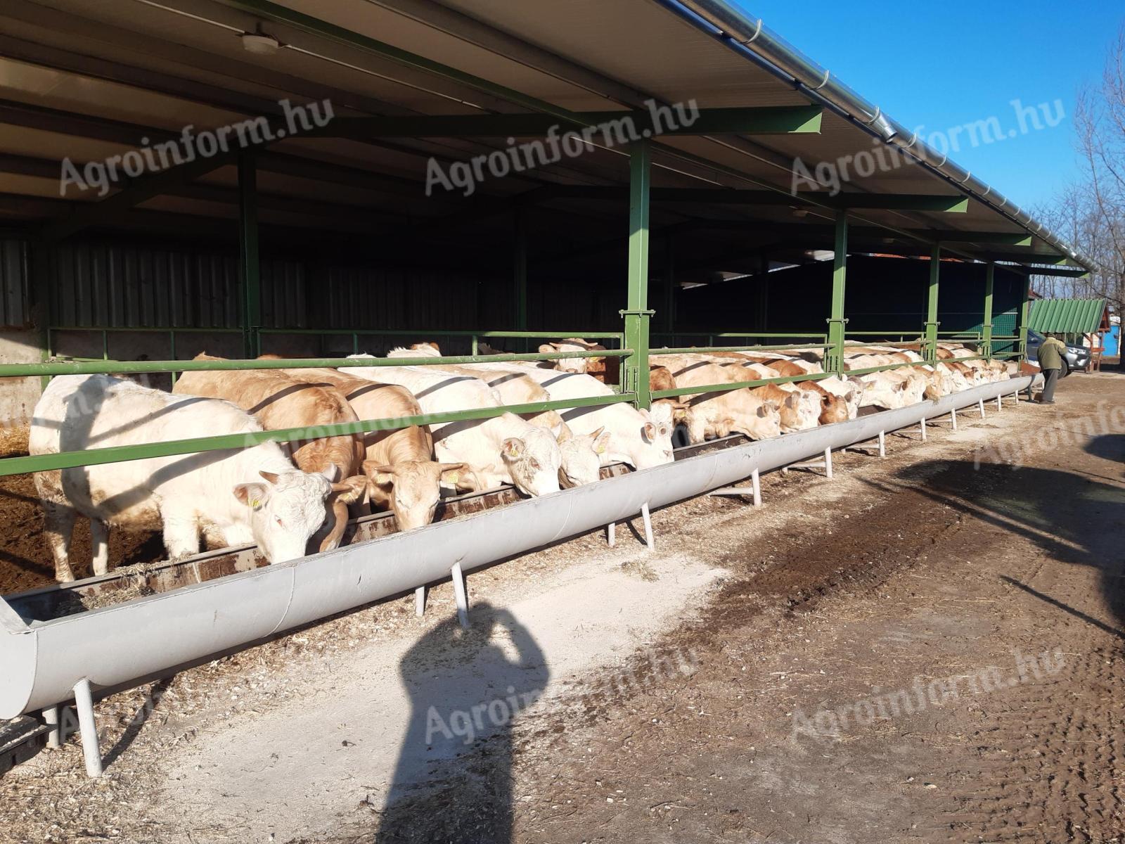 Munkaerőt keresünk Fejér megyei szarvasmarha telepre - Fejér vármegye ...