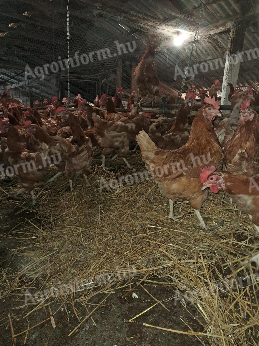 Tojótyúk tyúkok letojt tyúk - Pest vármegye 2730 Albertirsa - Agroinform.hu
