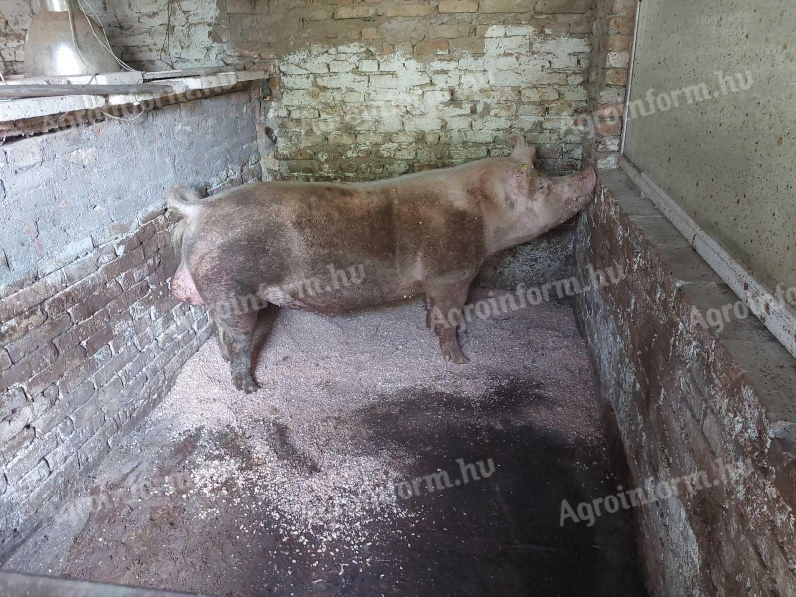 Magyar nagyfehér fajtatiszta KAN disznó eladó. - Pest vármegye 2151 Fót ...
