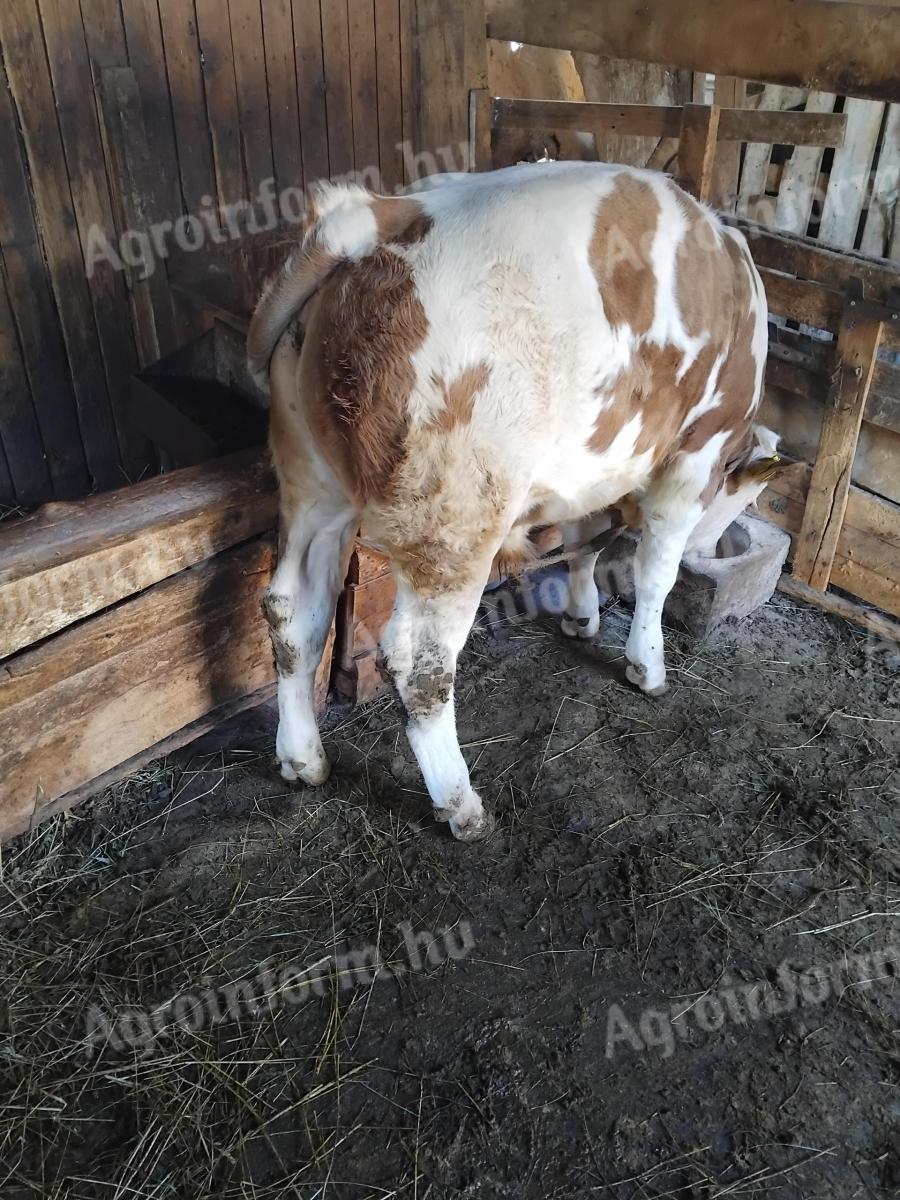 Bika borjú eladó - Pest vármegye 2683 Acsa - Agroinform.hu
