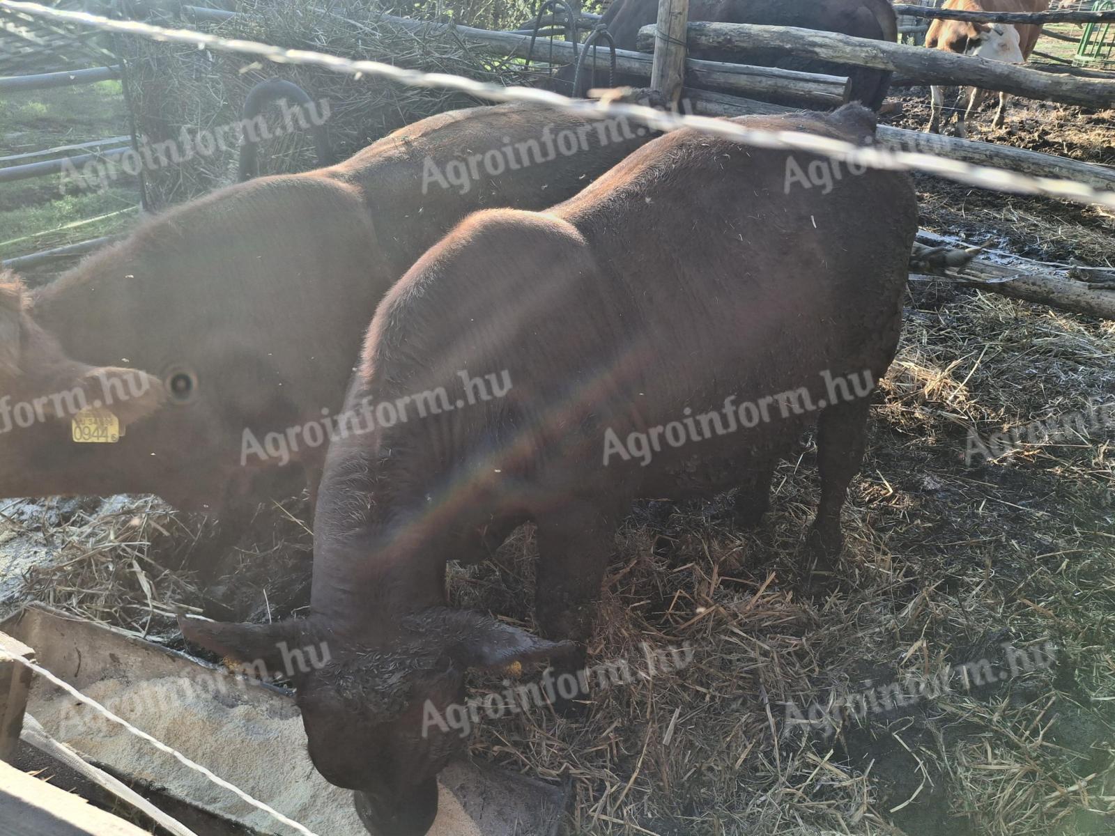 2 db limuzin bika eladó - Borsod-Abaúj Zemplén vármegye 3444 Gelej ...