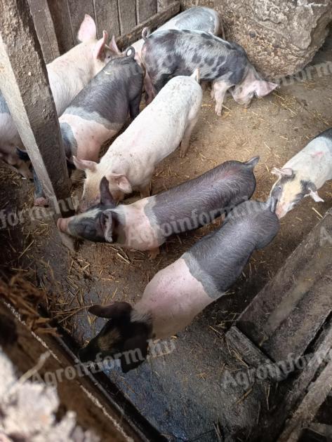 Választott malacok - Hajdú-Bihar vármegye 4134 Mezősas - Agroinform.hu