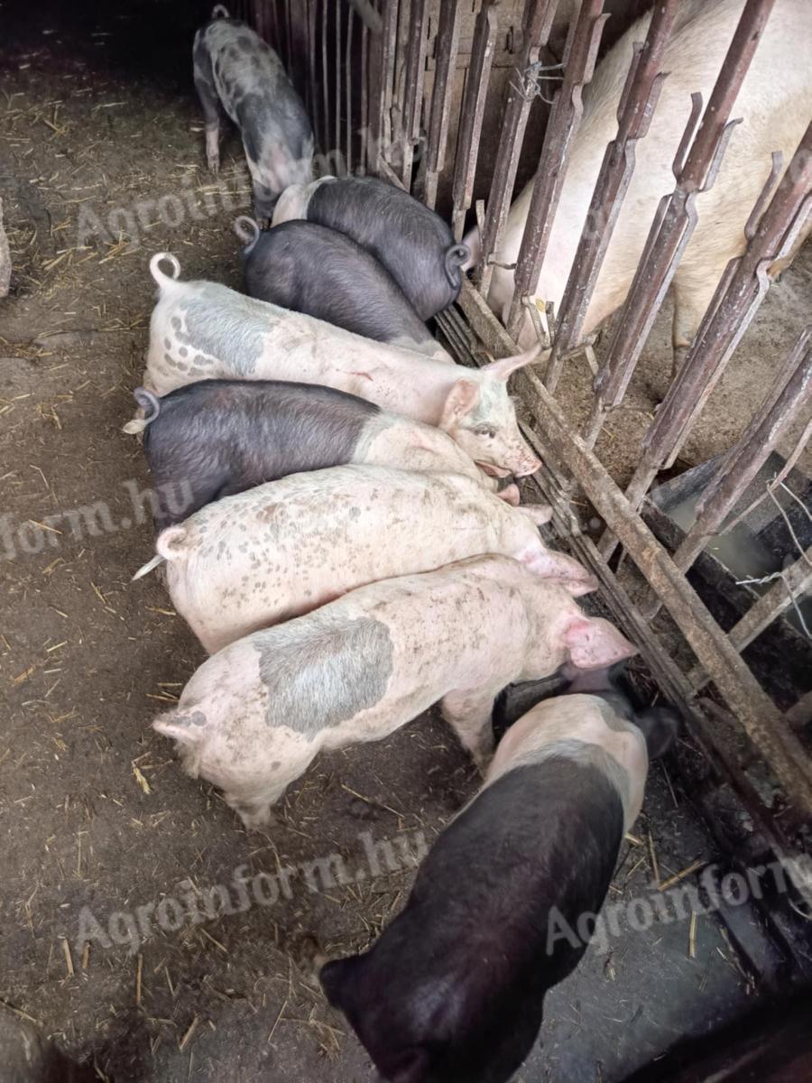 Választott malacok - Hajdú-Bihar vármegye 4134 Mezősas - Agroinform.hu
