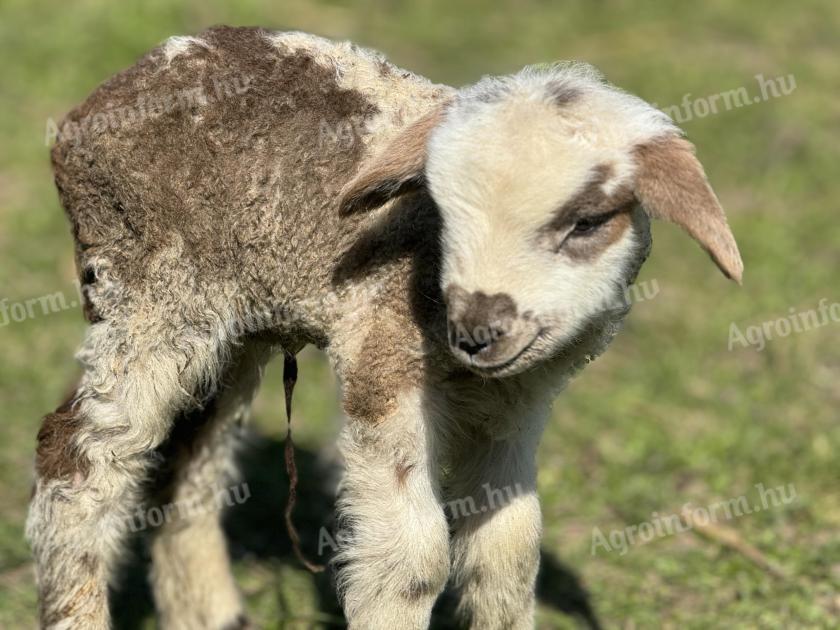 Sürgősen eladó költözés miatt 4 db vemhes birka es 2db idei kos birka ...