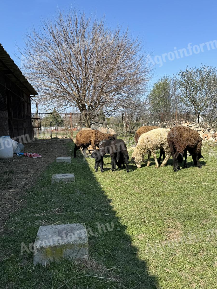 Sürgősen eladó költözés miatt 4 db vemhes birka es 2db idei kos birka ...