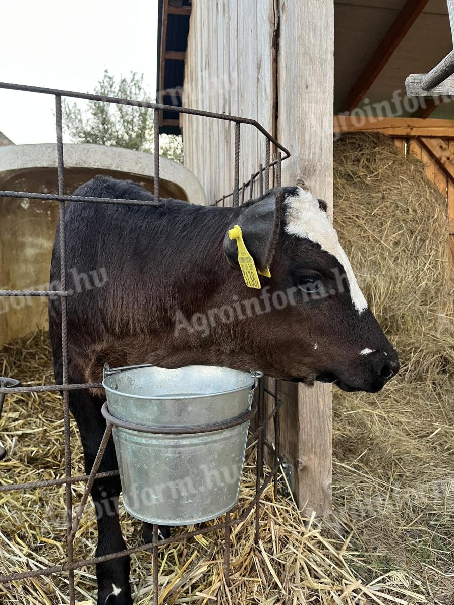 Eladó üsző borjú – charolais x holstein - Győr-Moson-Sopron vármegye ...
