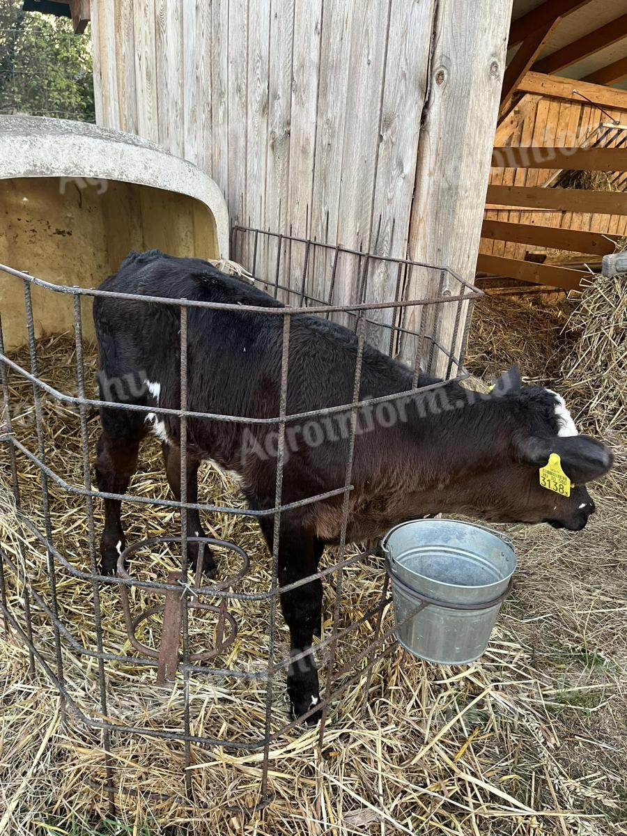 Eladó üsző borjú – charolais x holstein - Győr-Moson-Sopron vármegye ...