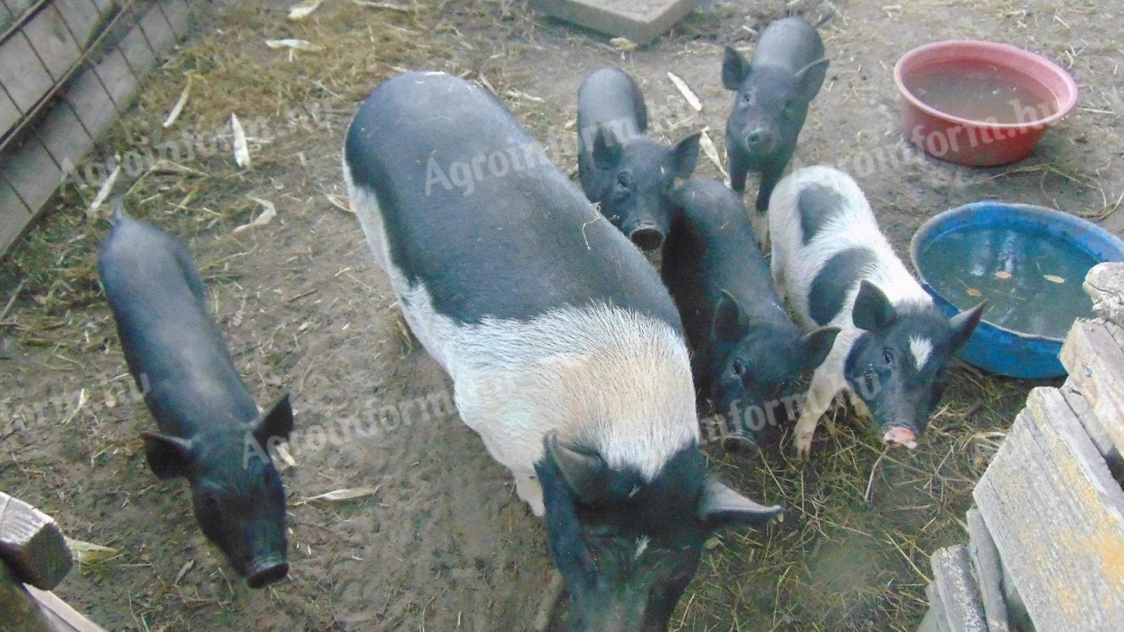 Vietnámi csüngőhasú malacok eladók Somogy megyében - Somogy vármegye ...