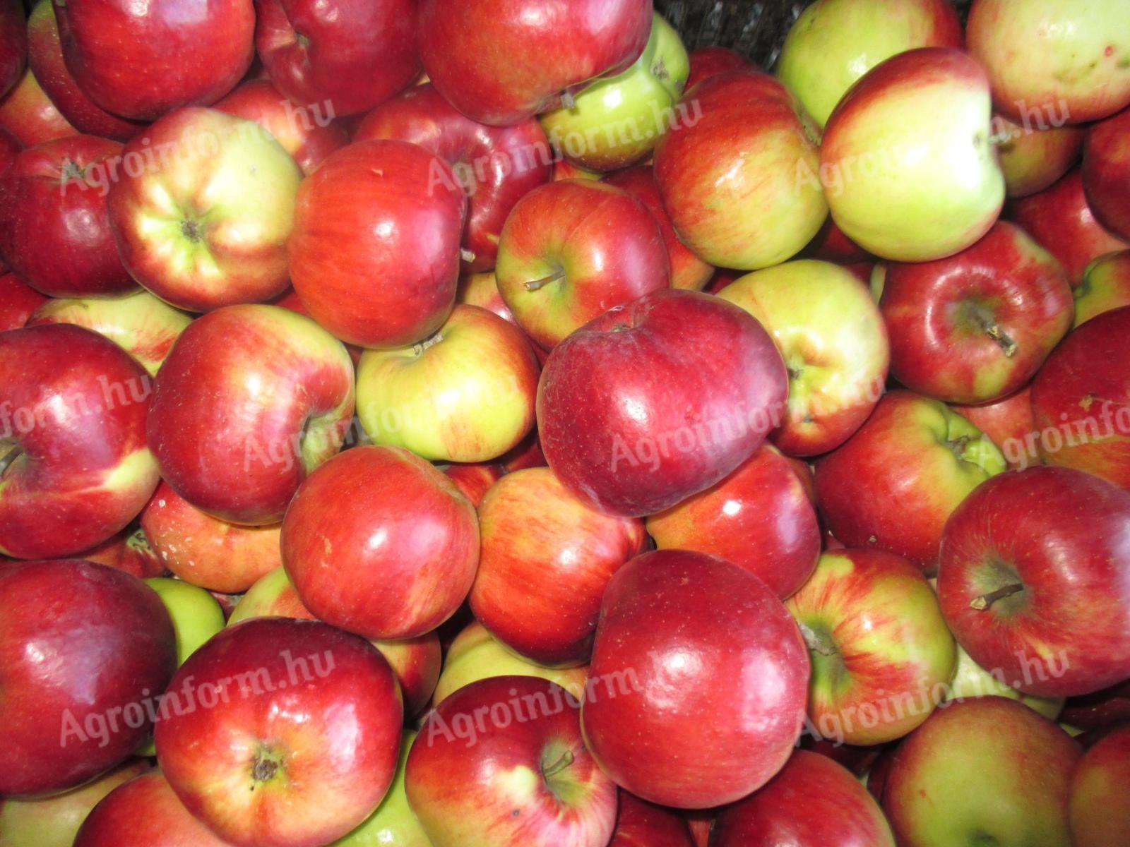 Cefrének való Gála és Pinova alma eladó Bujon - Szabolcs-Szatmár-Bereg ...
