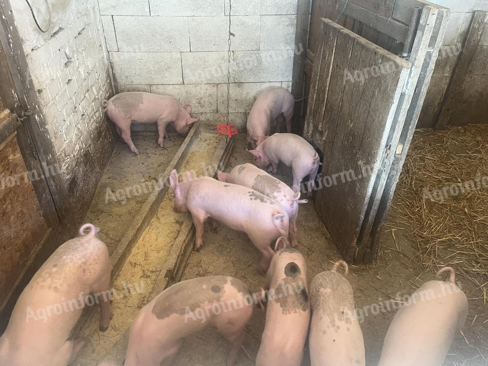 Választási malacok - Pest vármegye 2338 Áporka - Agroinform.hu