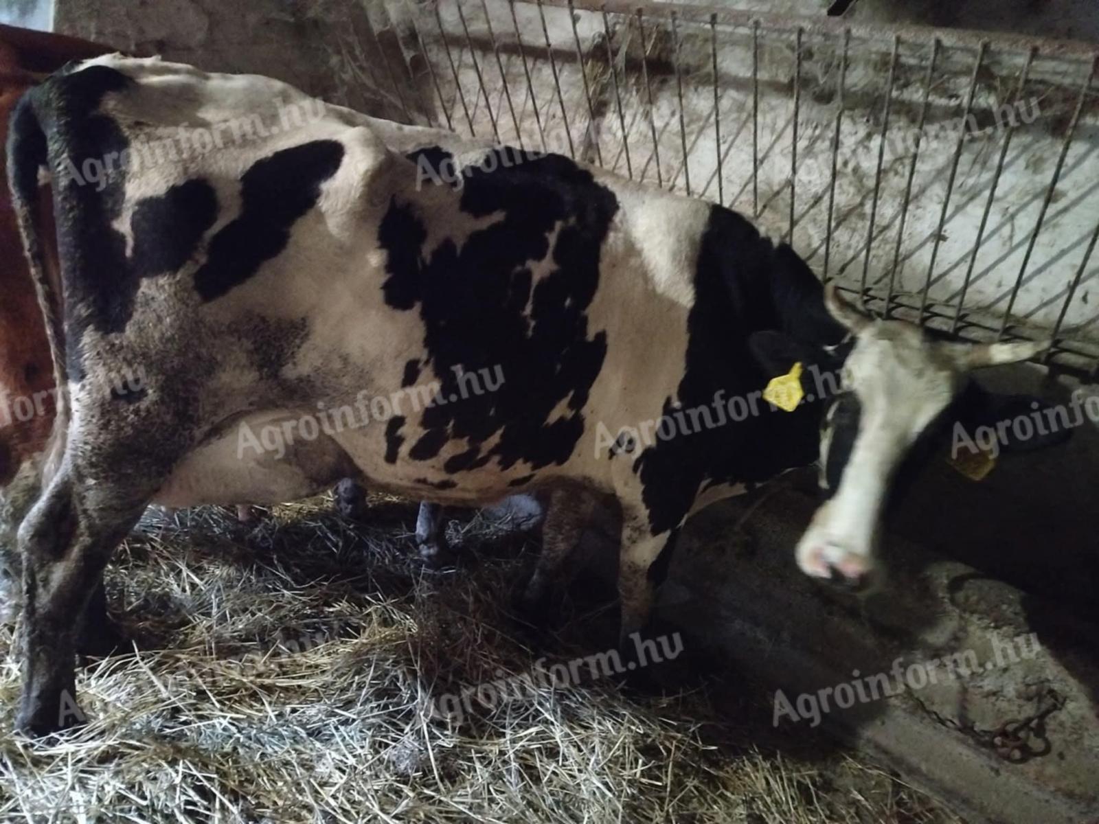 Eladó fejős Holstein-fríz tehenek - Győr-Moson-Sopron vármegye 9144 ...