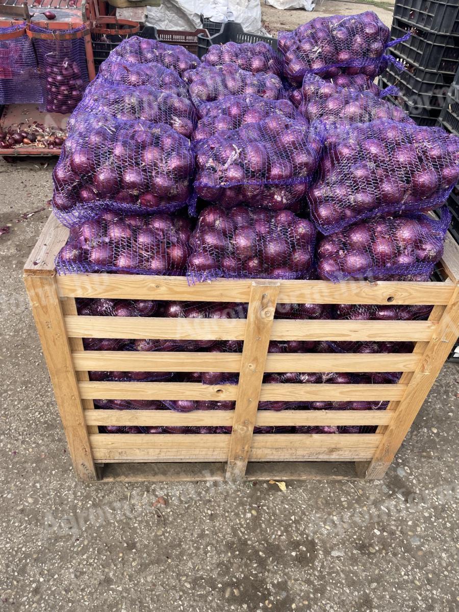 Eladó lilahagyma - Békés vármegye 5675 Telekgerendás - Agroinform.hu