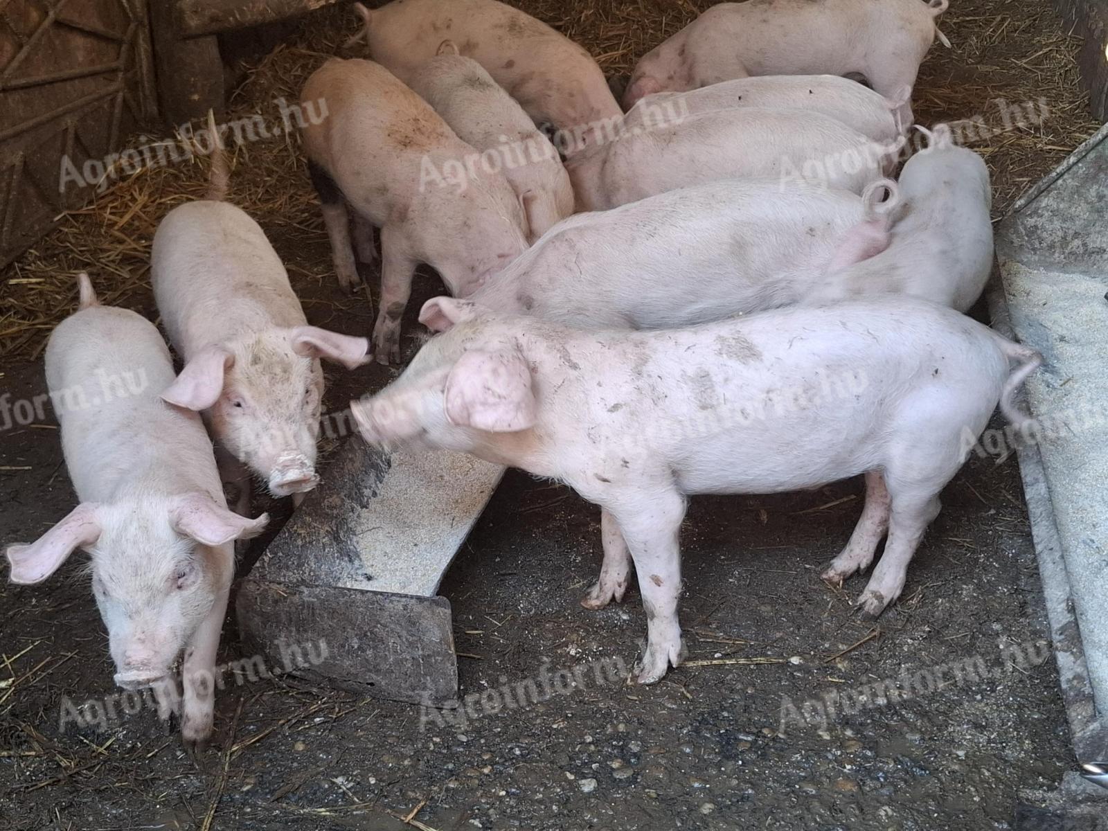 Süldő malacok eladók - Pest vármegye 2765 Farmos - Agroinform.hu