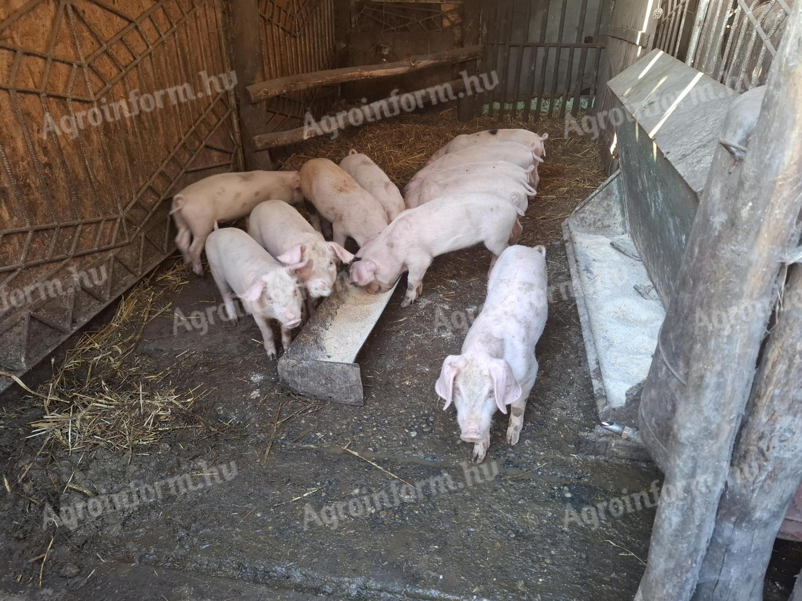 Süldő malacok eladók - Pest vármegye 2765 Farmos - Agroinform.hu