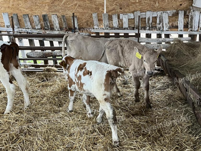 12 db borju eladò - Békés vármegye 5630 Békés - Agroinform.hu