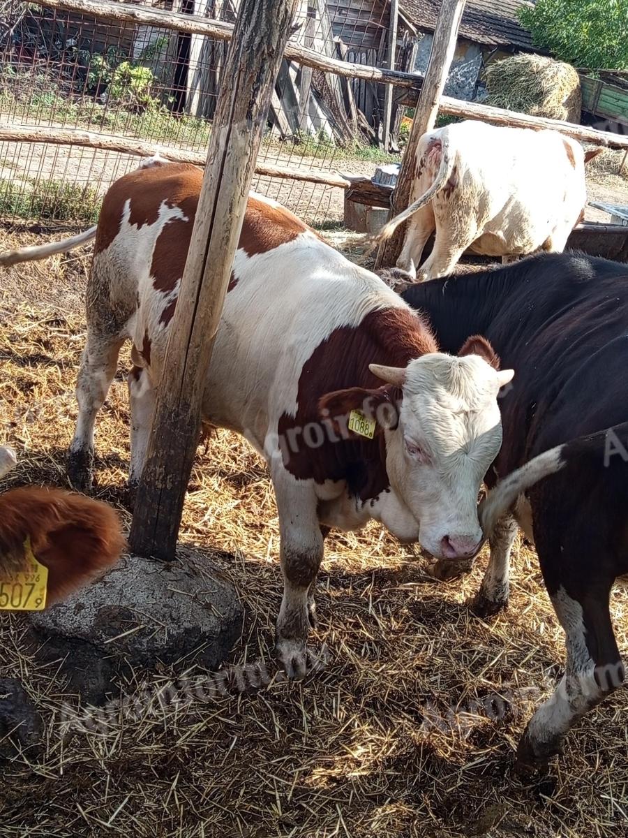 Eladó vemhes üszők, limuzin tehén borjúval, magyartarka bika - Jász ...