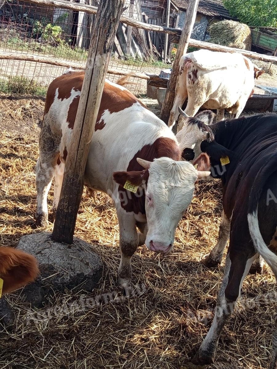 Eladó vemhes üszők, limuzin tehén borjúval, magyartarka bika - Jász ...