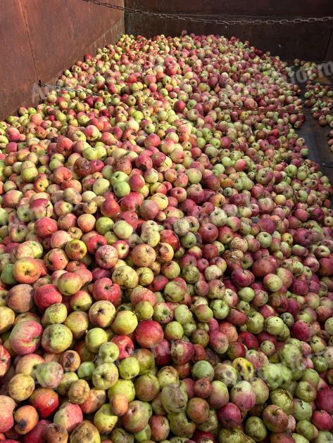 Eladó cefre alma - Szabolcs-Szatmár-Bereg vármegye 4931 Tarpa ...