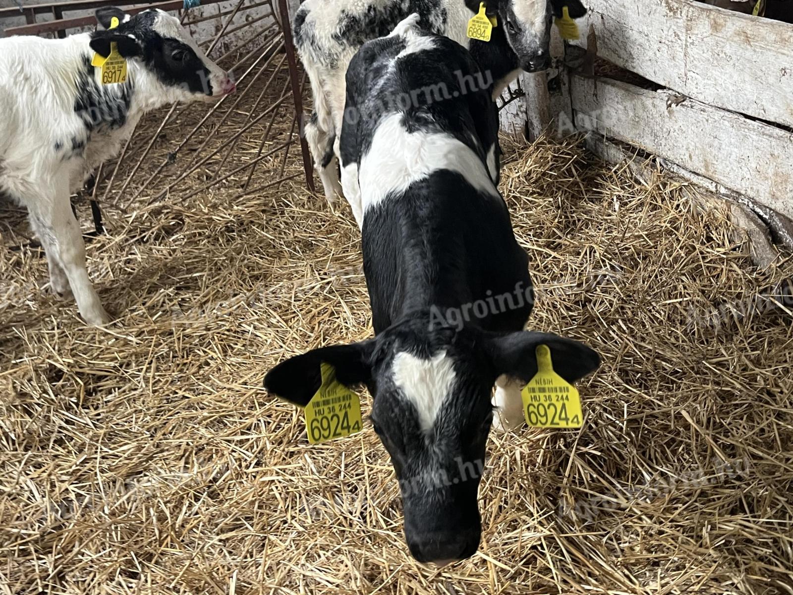 22 db borju eladò - Békés vármegye 5630 Békés - Agroinform.hu