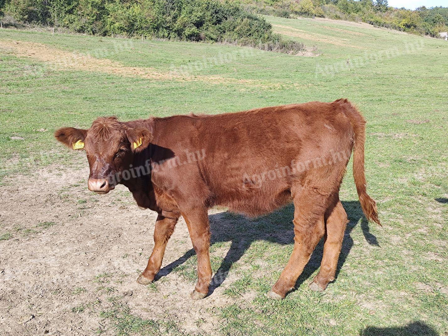Törzskönyves RED ANGUS üszők eladók - Nógrád vármegye 3135 ...