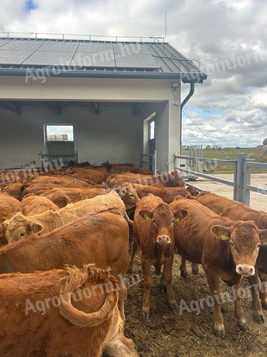 50+1 limousin borjú - Hajdú-Bihar vármegye 4060 Balmazújváros ...