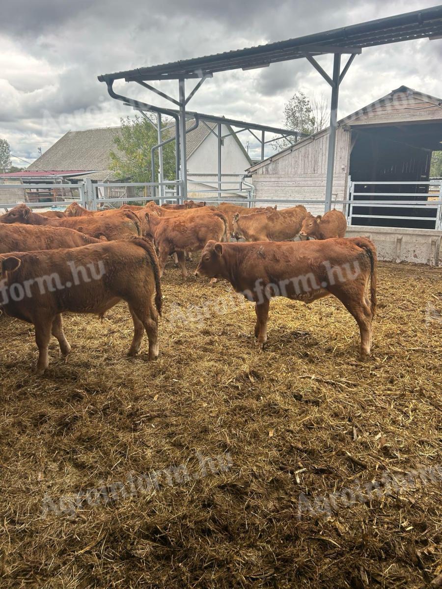50+1 limousin borjú - Hajdú-Bihar vármegye 4060 Balmazújváros ...