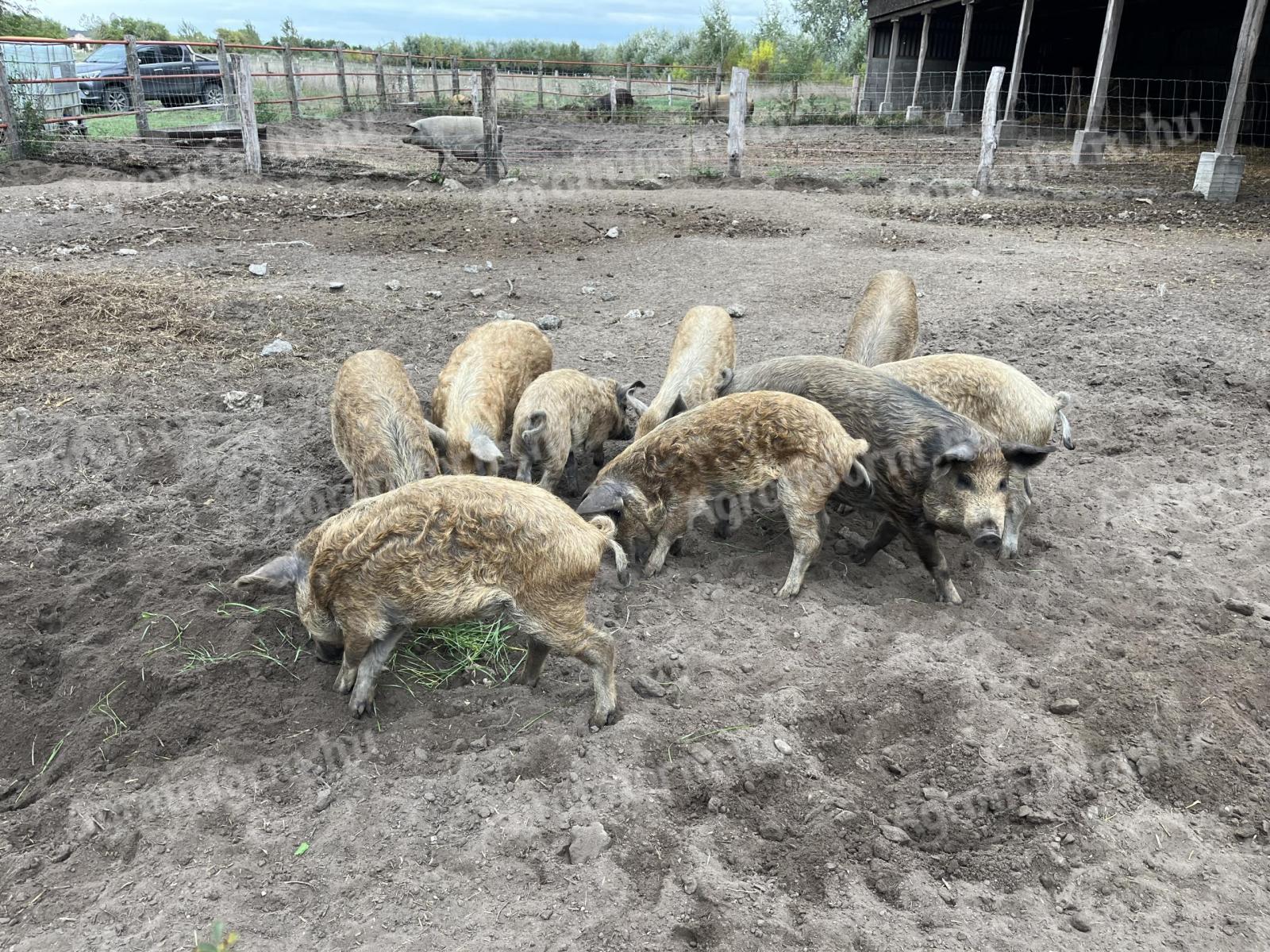 Duroc x mangalica süldők eladók - Fejér vármegye 8127 Aba - Agroinform.hu