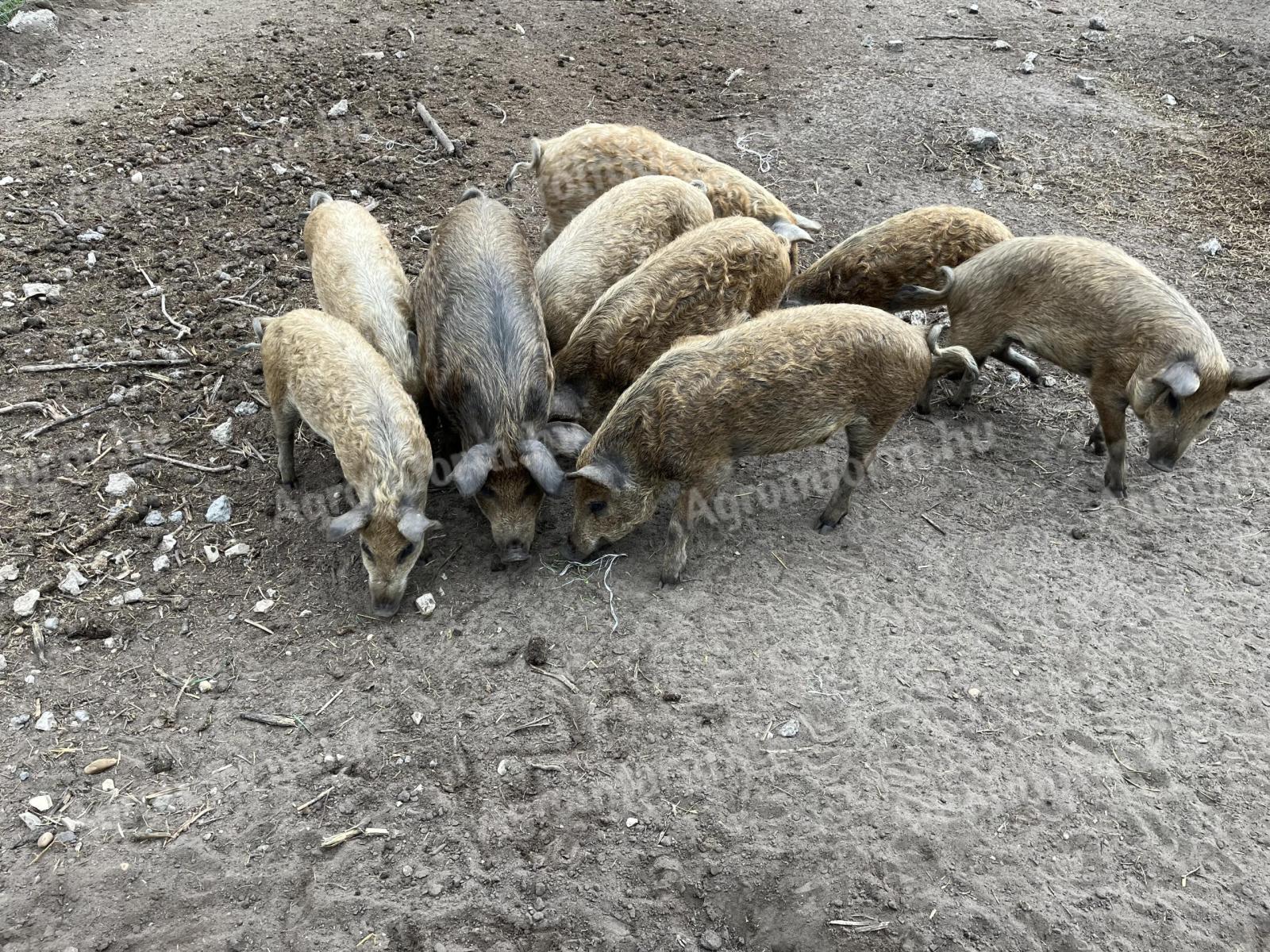 Duroc x mangalica süldők eladók - Fejér vármegye 8127 Aba - Agroinform.hu