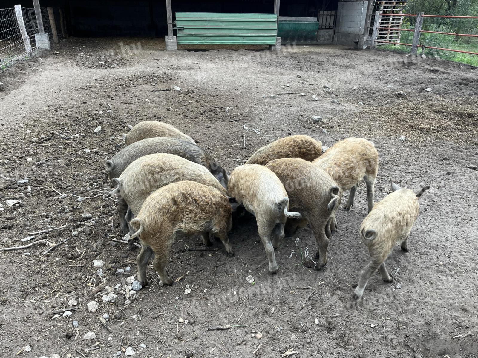 Duroc x mangalica süldők eladók - Fejér vármegye 8127 Aba - Agroinform.hu