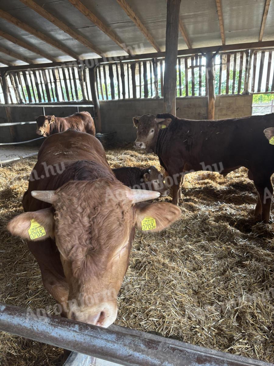 Limousin tenyészbikák eladók Sülysápon - Pest vármegye 2241 Sülysáp ...