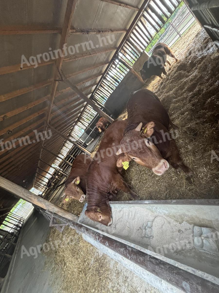 Limousin tenyészbikák eladók Sülysápon - Pest vármegye 2241 Sülysáp ...