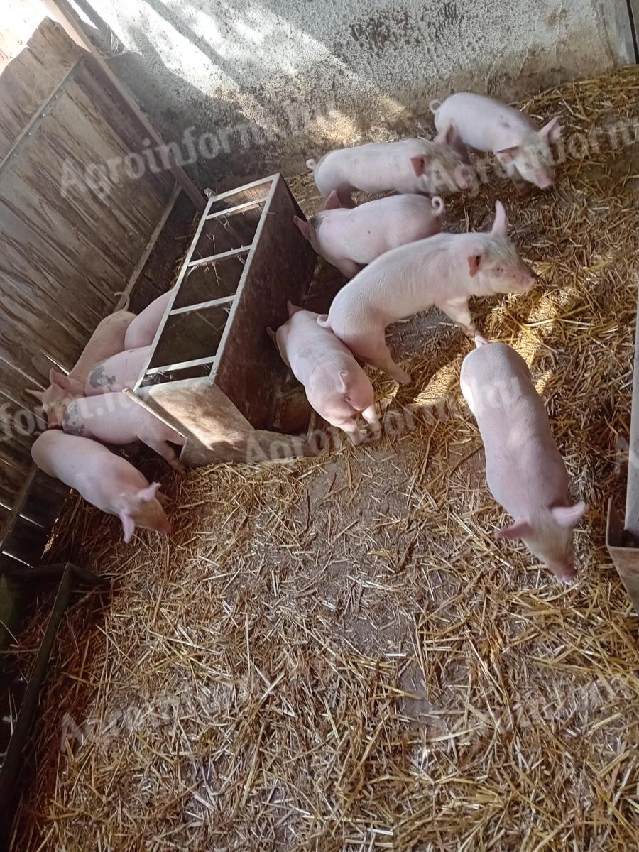 Extra választási malacok eladók - Bács-Kiskun vármegye 6222 Csengőd ...
