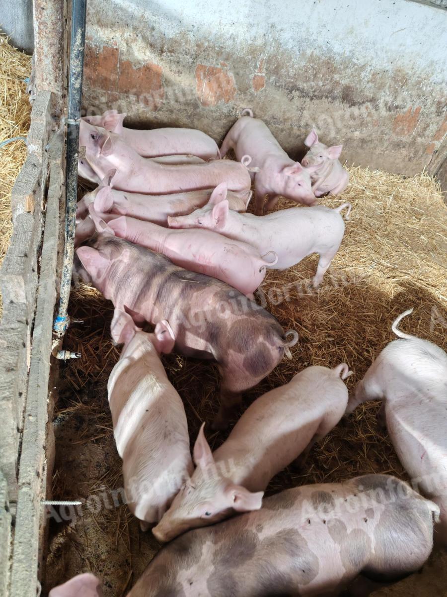 Pietrain malacok eladók, 30 kg körüli súlyban - Szabolcs-Szatmár-Bereg ...