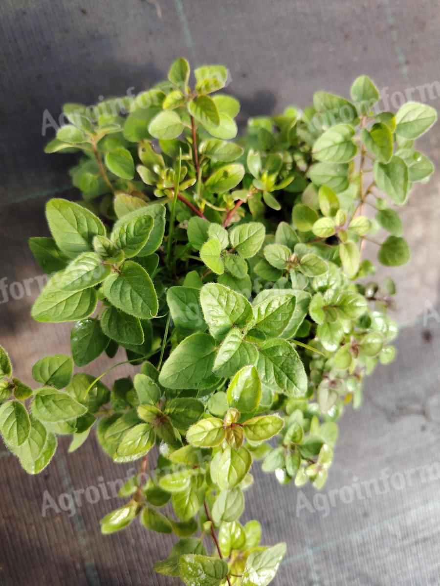 Cserepes fűszernövények őszi beültetésre, (oregano, kakukkfű, mezei ...