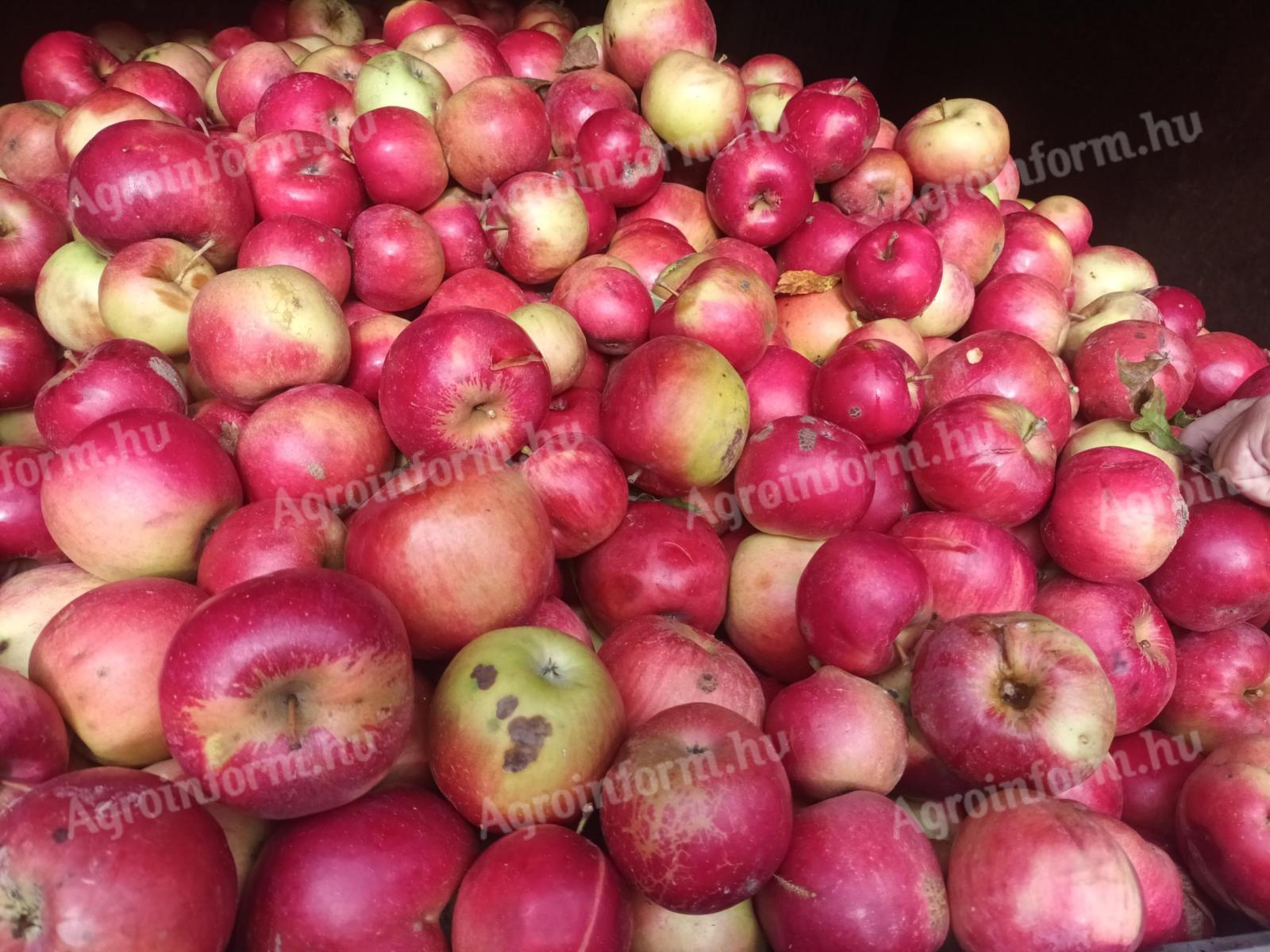 Alma cefrének eladó - Somogy vármegye 8600 Siófok - Agroinform.hu