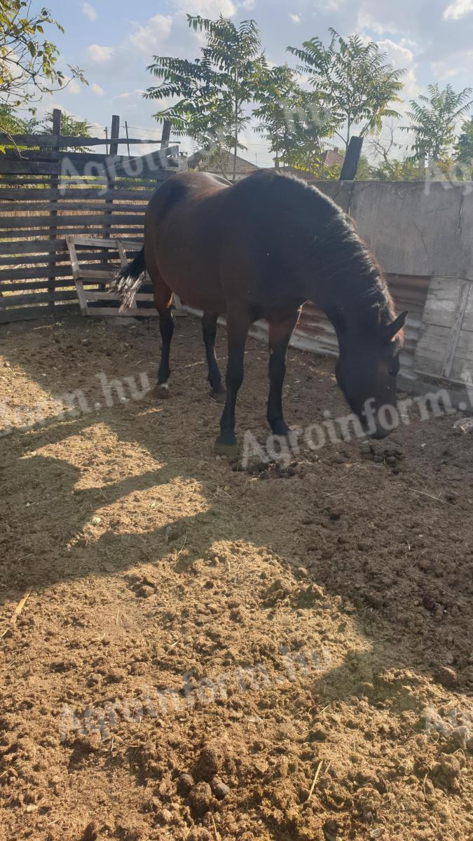 Eladó vemhes pej kanca ló Újszászon - Jász-Nagykun-Szolnok vármegye ...