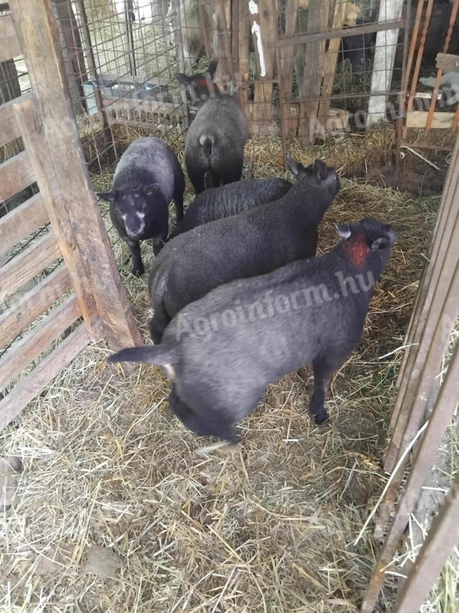 Juh, birka, texel vemhes anyák és kosok eladók - Hajdú-Bihar vármegye ...