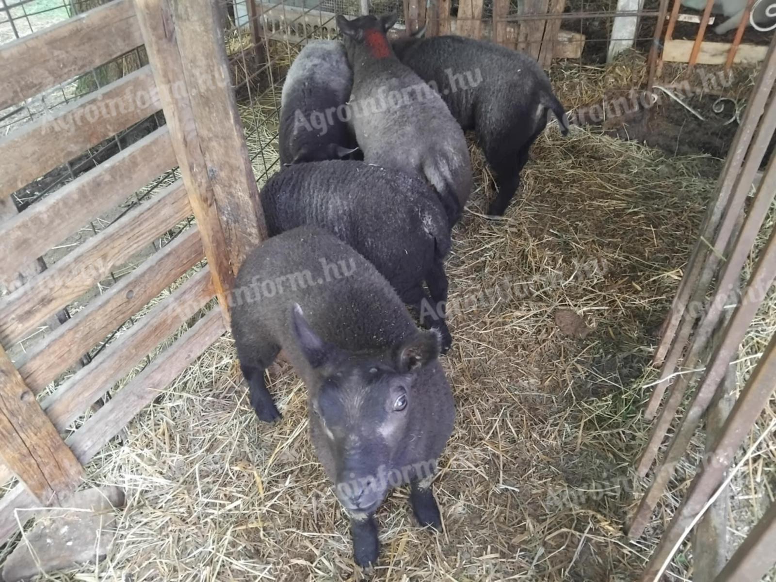 Juh, birka, texel vemhes anyák és kosok eladók - Hajdú-Bihar vármegye ...