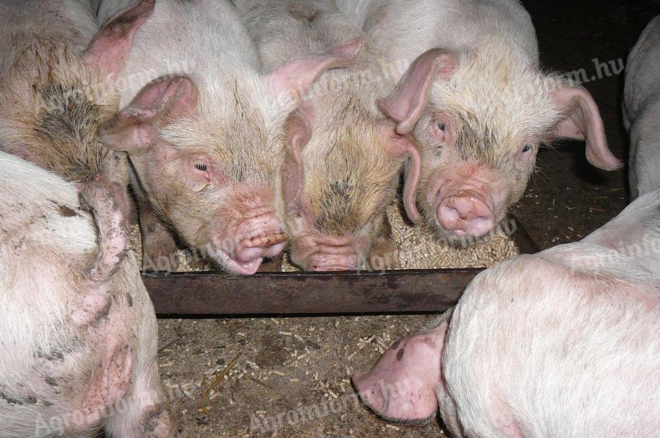 Választási malacok eladók - Pest vármegye 2700 Cegléd - Agroinform.hu