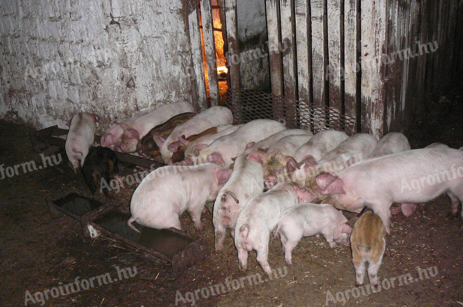 Választási malacok eladók - Pest vármegye 2700 Cegléd - Agroinform.hu