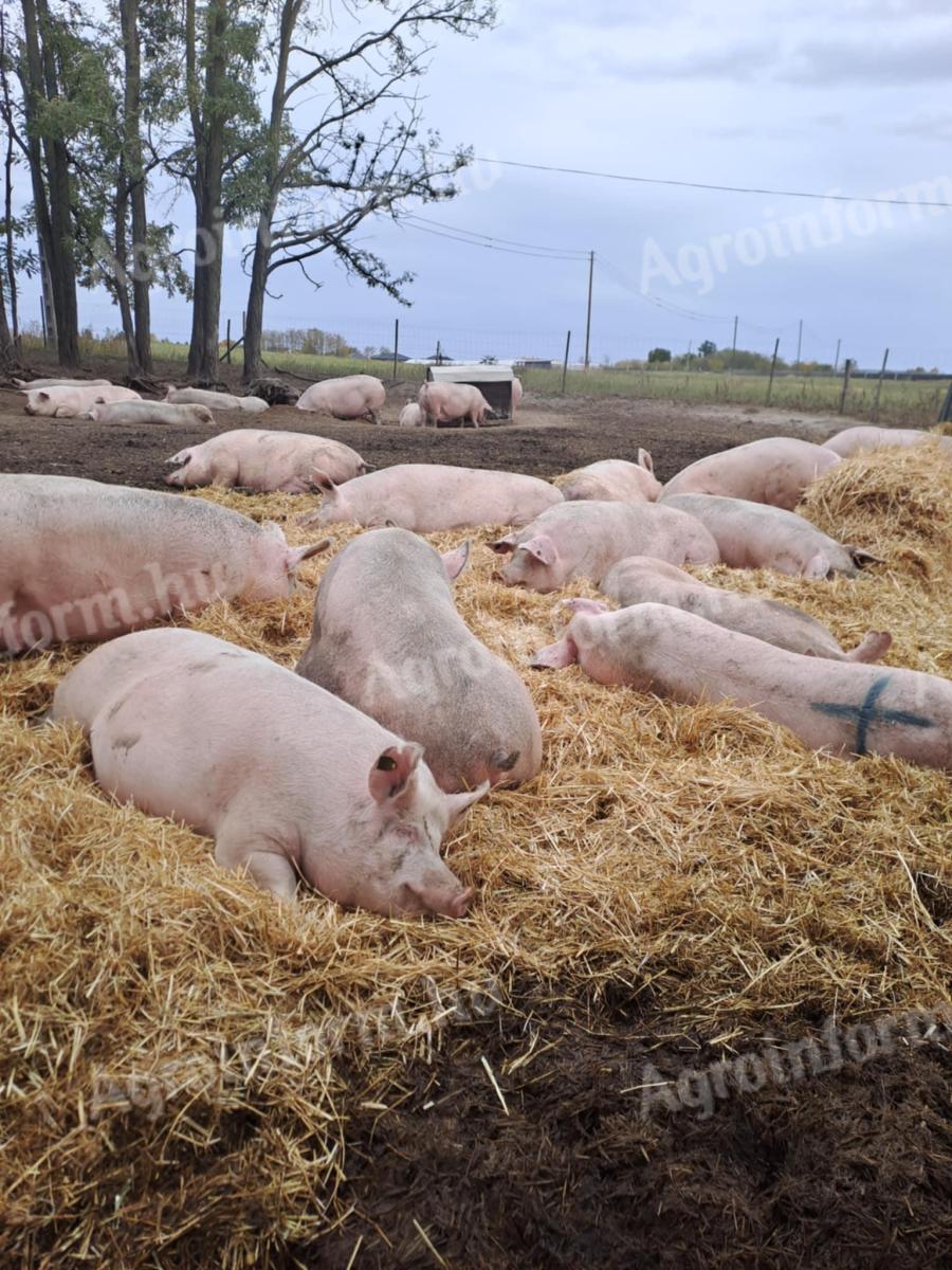 Selejt kocák eladók - Bács-Kiskun vármegye 6000 Kecskemét - Agroinform.hu