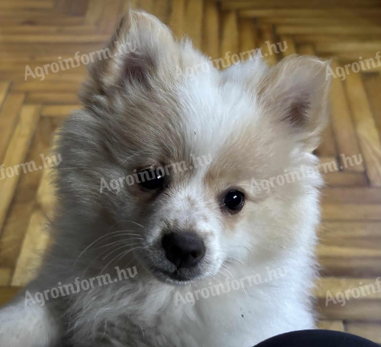 Törpe spicc kölyök - Jász-Nagykun-Szolnok vármegye 5081 Szajol ...