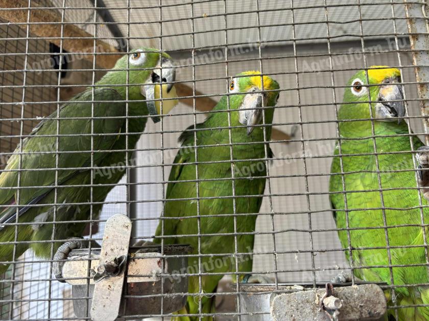 Papagáj eladó – sárga homlokú amazon és nemes papagáj, kézzel neveltek ...