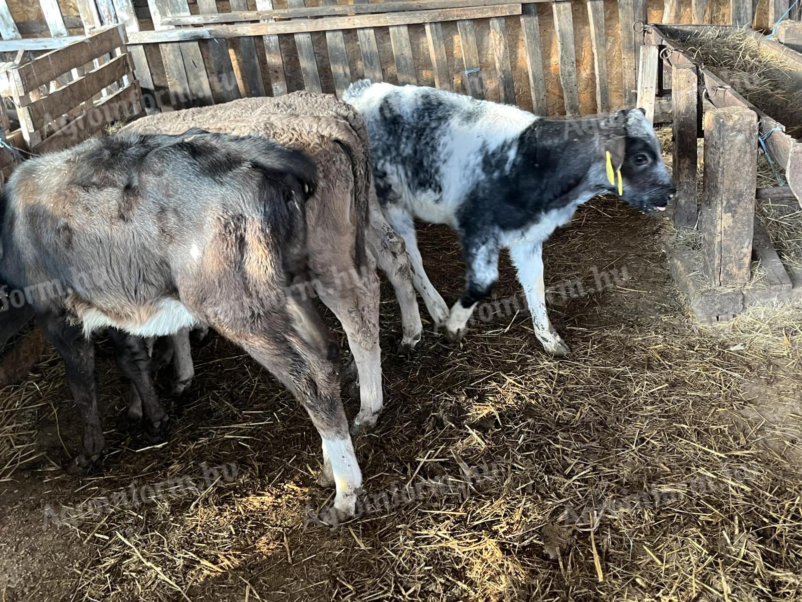 7 db borju eladò - Békés vármegye 5630 Békés - Agroinform.hu