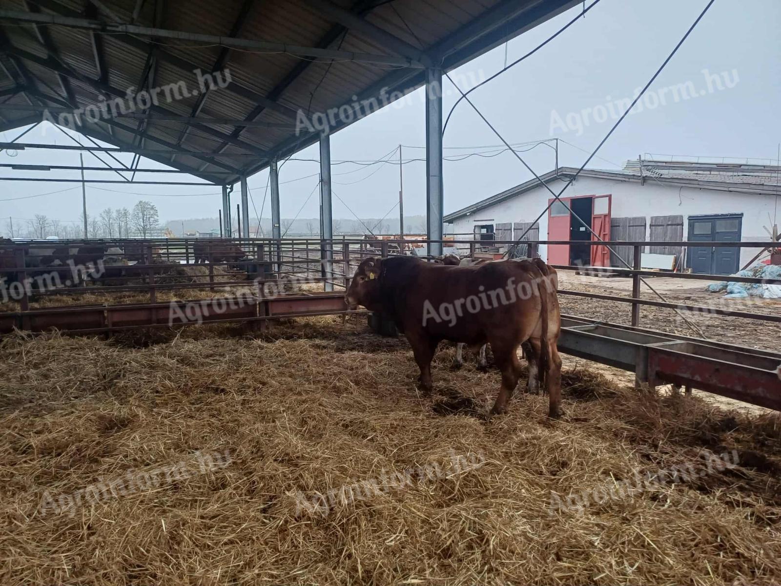 Tenyészbika szarvasmarha eladó – Limousin törzskönyves - Hajdú-Bihar ...