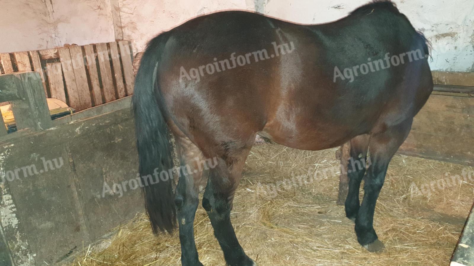 Eladó vemhes pej kanca ló - Jász-Nagykun-Szolnok vármegye 5052 Újszász ...